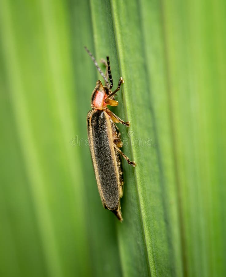 Firefly or Lightning Bug stock image. Image of summer - 230082119