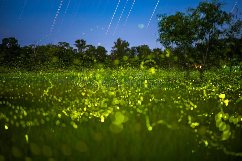 Firefly, Lightning Bugs Flying in the Field at Night Stock Photo ...