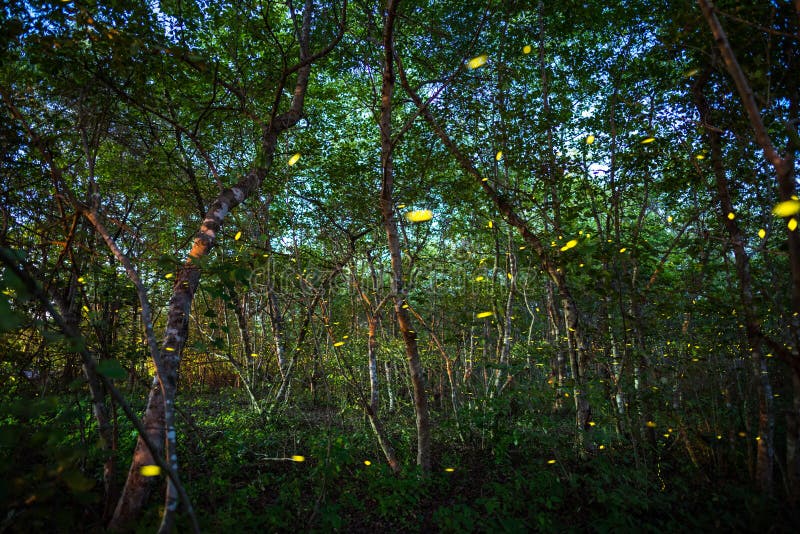 Firefly, Lightning Bugs Flying at Night in the Forest Stock Image ...