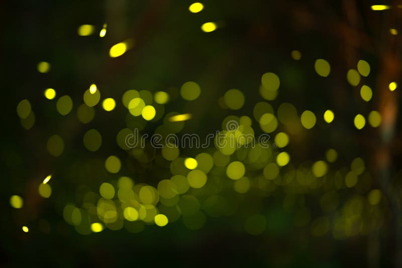 Firefly, Lightning Bugs Flying at Night in the Forest Stock Image ...