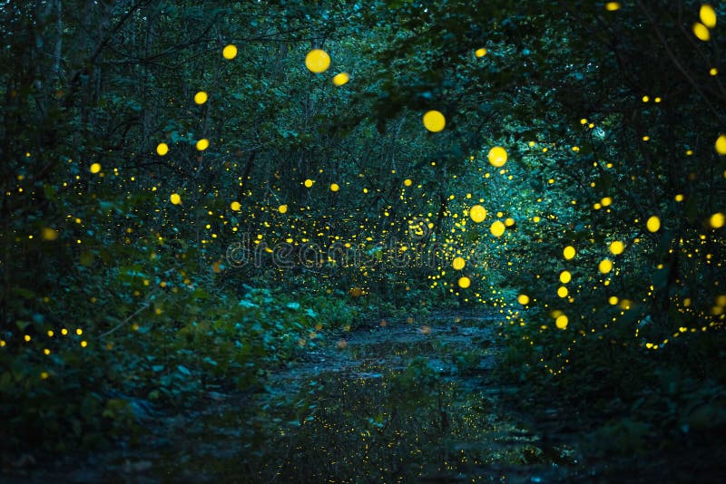 Firefly Flying at Night in the Forest Stock Photo - Image of dusk ...