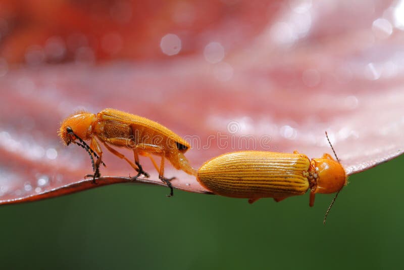 Firefly stock image. Image of leaf, macro, side, closeup - 58675955