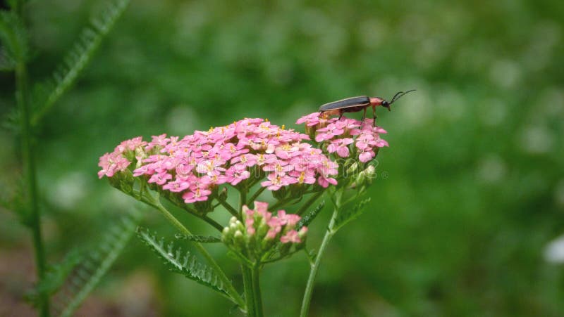 Firefly on a Pink Yarrow Flower Stock Image - Image of pink, garden ...