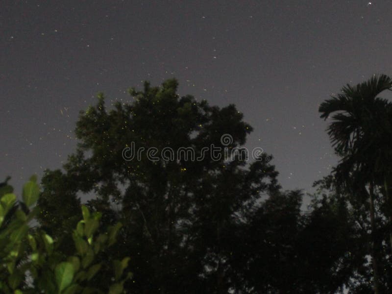 Firefly and stars at night stock image. Image of darkness - 270597457