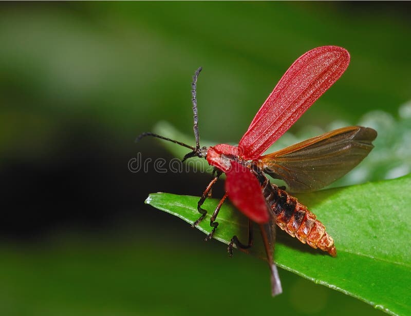 Firefly Take Off stock image. Image of flower, firefly - 8780521