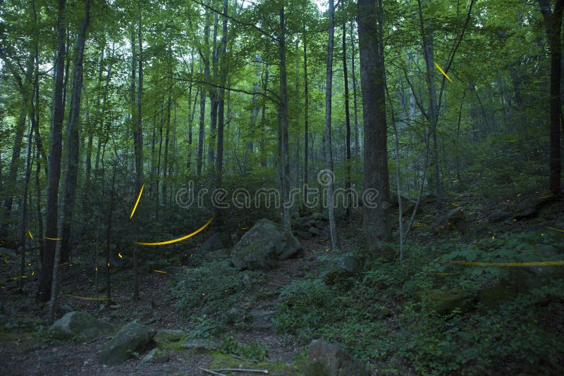 Firefly Trails at Night in Forest Stock Photo - Image of firefly ...