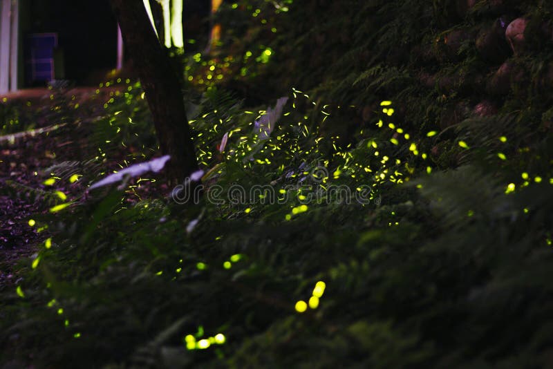 The Fireflys stock image. Image of insects, fireflies - 91558593
