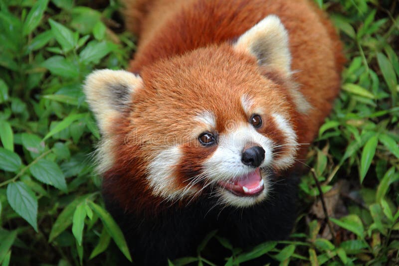 Roter Panda Am Zoo In Chengdu, China Stockbild - Bild von zufuhren ...
