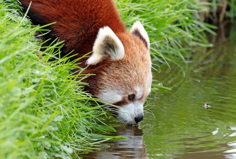 Firefox, the Red Panda Ailurus Fulgens Stock Photo - Image of cute ...