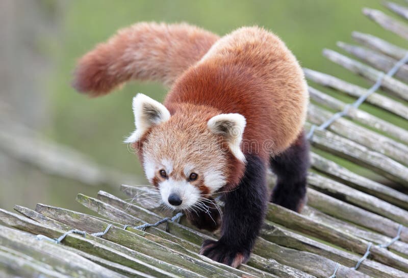Firefox, the Red Panda Ailurus Fulgens Stock Photo - Image of cute ...