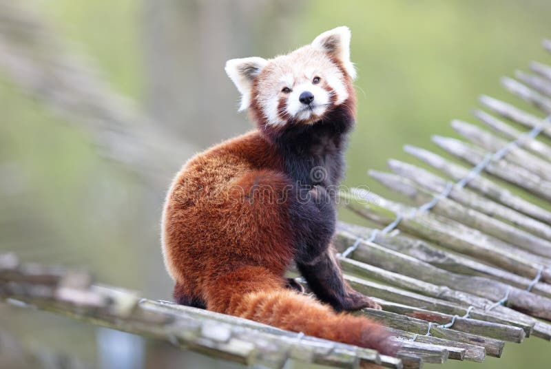Firefox, the Red Panda Ailurus Fulgens Stock Photo - Image of wildlife ...