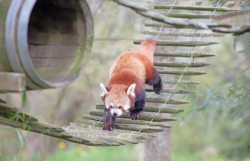 Firefox, the Red Panda Ailurus Fulgens Stock Image - Image of color ...