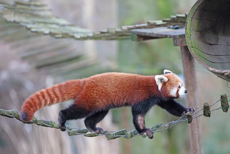 Firefox, the Red Panda Ailurus Fulgens Stock Photo - Image of tourism ...
