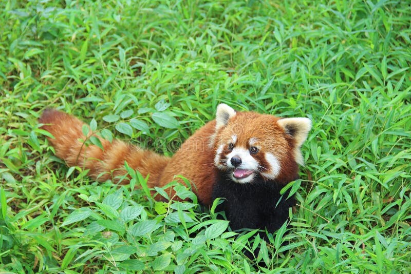 Firefox, the Red Panda in Chengdu, China. Stock Image - Image of china ...