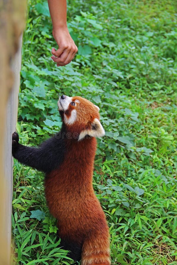 Firefox, the Red Panda in Chengdu, China Stock Photo - Image of habitat ...