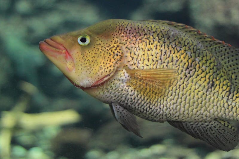 Firemouth Cichlid (Thorichthys Meeki) Stock Photo - Image of firemouth ...