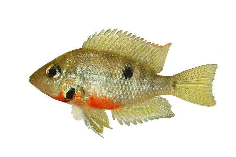 Firemouth Cichlid (Thorichthys Meeki) Stock Photo - Image of firemouth ...