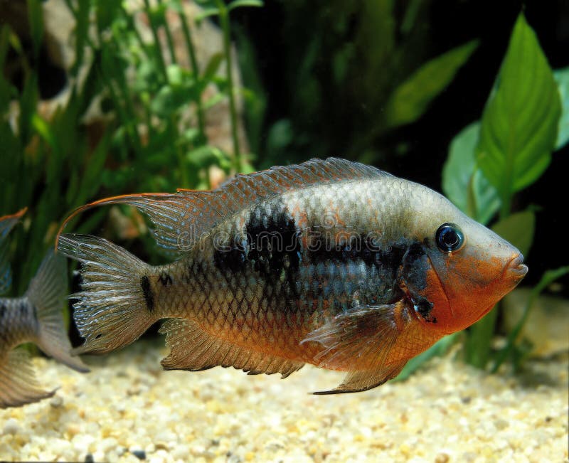 Firemouth Cichlid (Thorichthys Meeki) Stock Photo - Image of firemouth ...