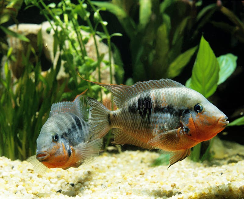 Firemouth Cichlid (Thorichthys Meeki) Stock Photo - Image of firemouth ...
