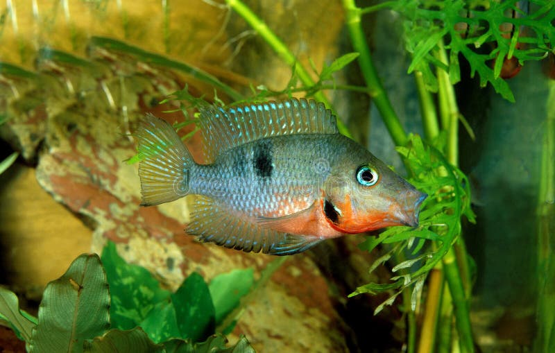 Firemouth Cichlid (Thorichthys Meeki) Stock Photo - Image of firemouth ...
