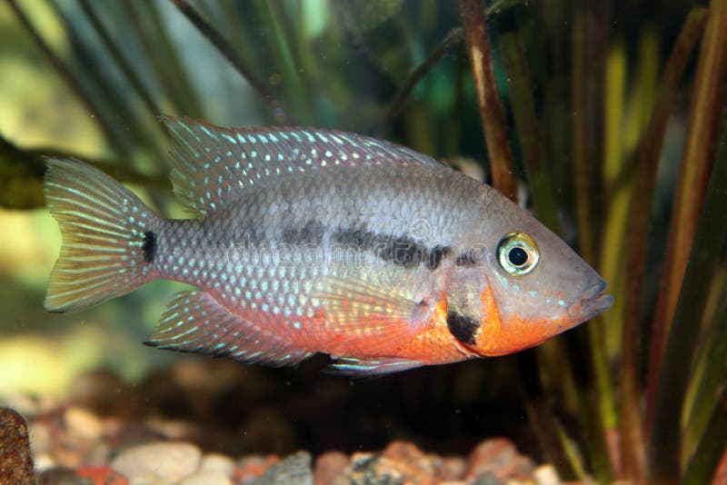 Firemouth Cichlid (Thorichthys Meeki) Stock Photo - Image of firemouth ...