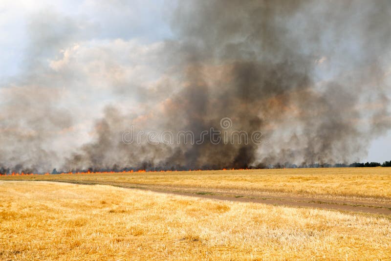 Fires Dry Completely Destroy the Fields. Burning Fields, Tornado, Smoke ...