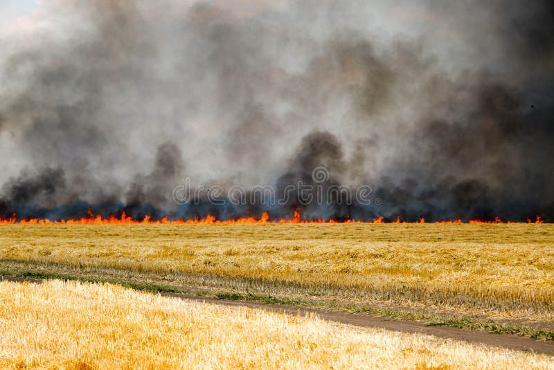 Fires Dry Completely Destroy the Fields. Burning Fields, Tornado, Smoke ...