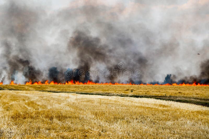 Fires Dry Completely Destroy the Fields. Burning Fields, Tornado, Smoke ...