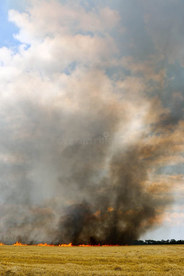 Fires Dry Completely Destroy the Fields. Burning Fields, Tornado, Smoke ...