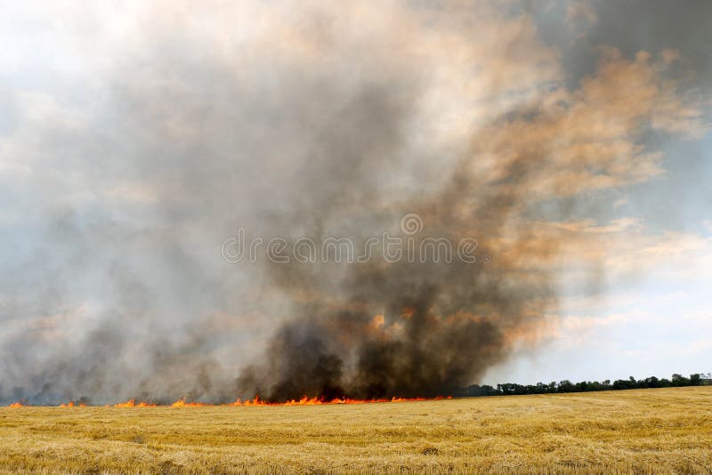 Fires Dry Completely Destroy the Fields. Burning Fields, Tornado, Smoke ...