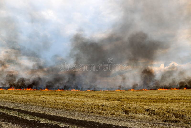 Fires Dry Completely Destroy the Fields. Burning Fields, Tornado, Smoke ...