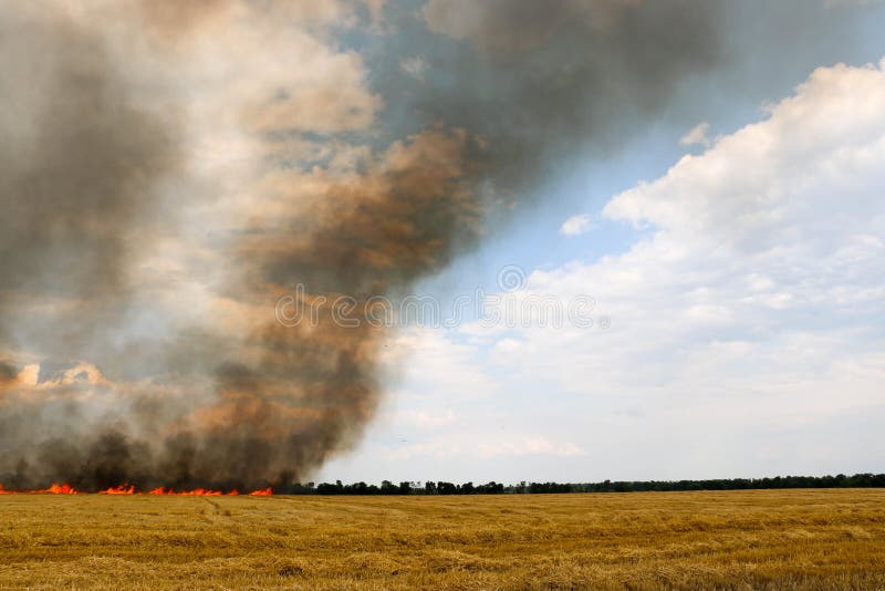 Fires Dry Completely Destroy the Fields. Burning Fields, Tornado, Smoke ...