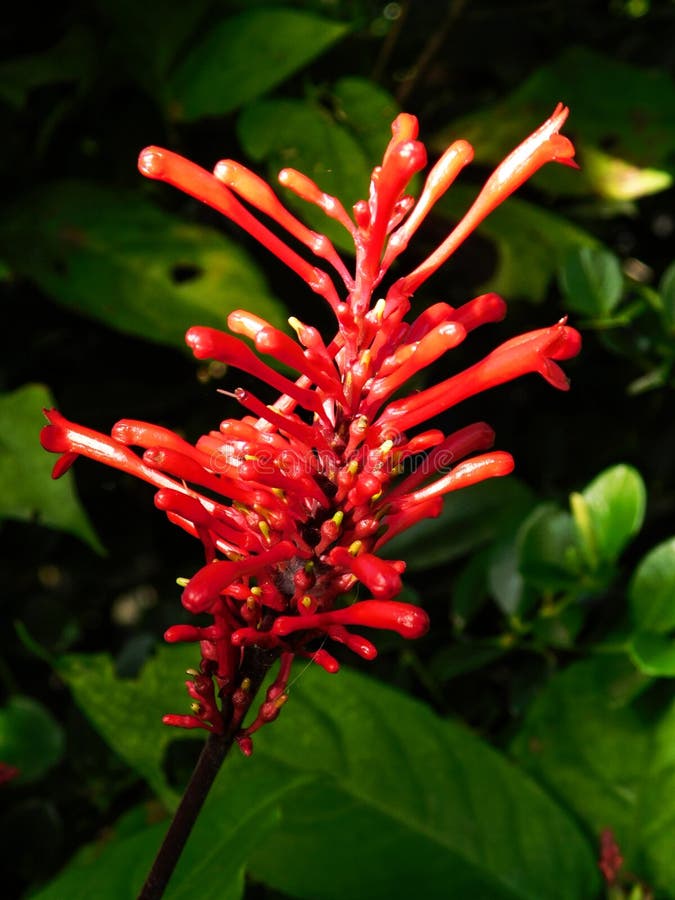 Firespike flower stock image. Image of sunbirds, plant - 140501043