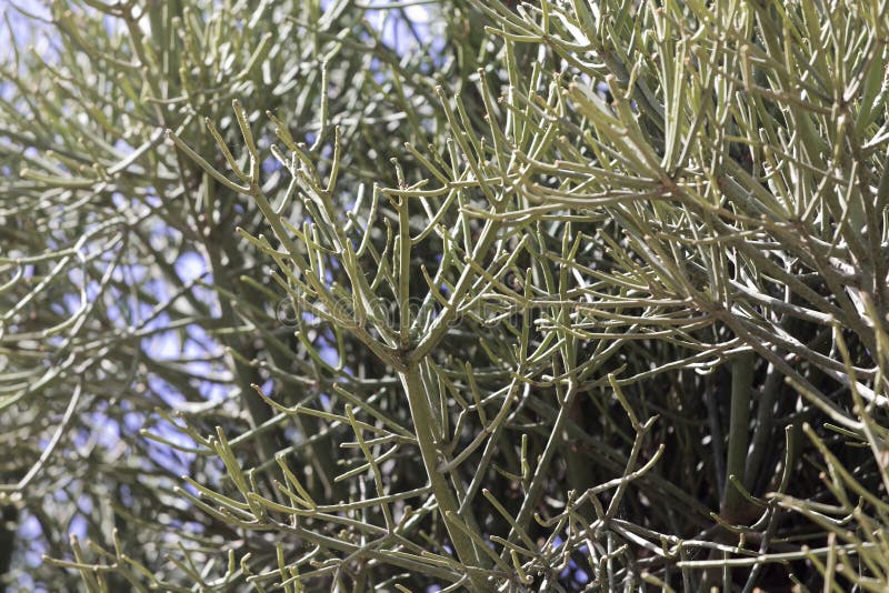 Firestick Plant Euphorbia Tirucalli Stock Photo - Image of filigree ...