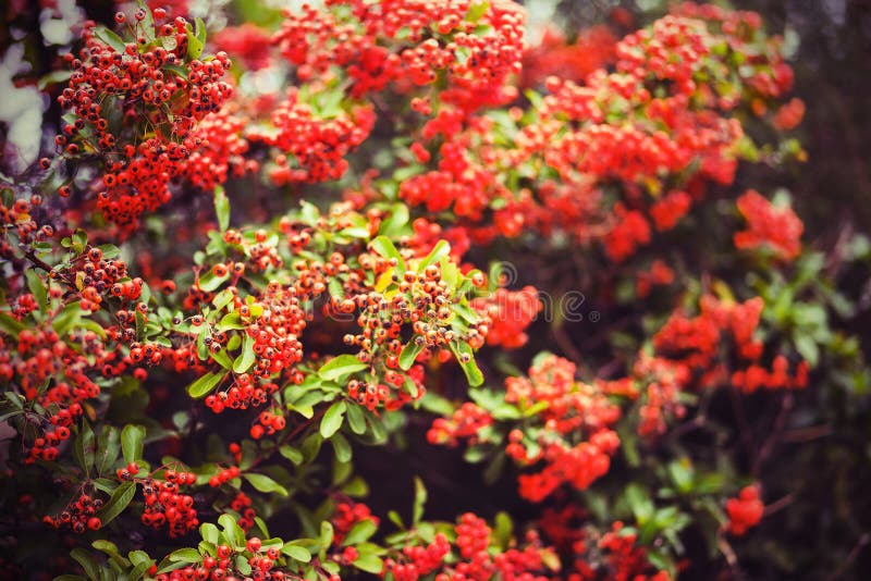 Pyracantha Or Fire Thorn Berries Stock Image - Image of berries, bush ...