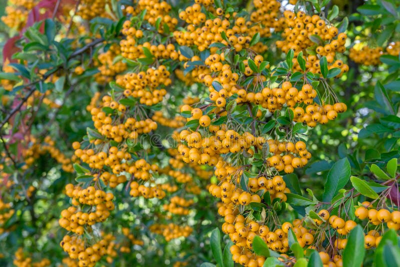 Firethorn bush in autumn stock image. Image of garden - 258362811
