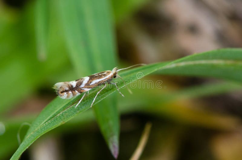 Firethorn Leaf Miner (Phyllonorycter Leucographella) Micro Moth Stock ...