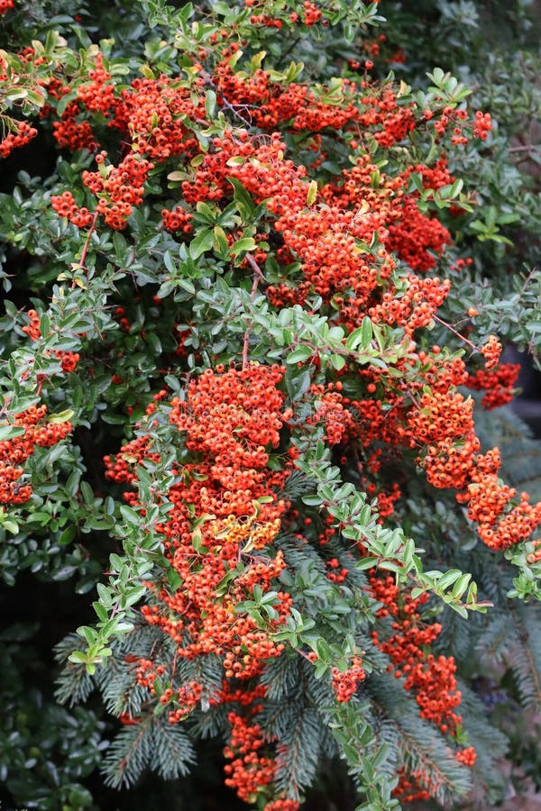 A Firethorn with Red Fruits Stock Photo - Image of bush, heat: 257410292