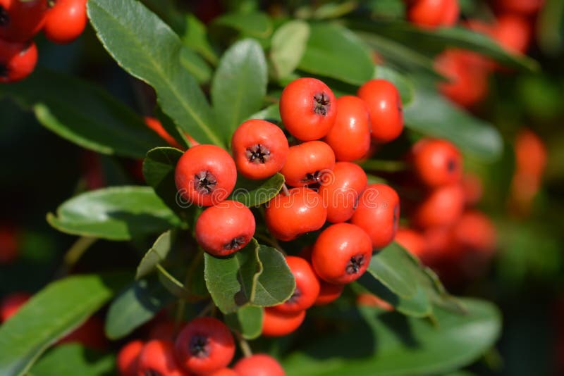 Firethorn Red Star stock image. Image of fruit, autumn - 131589277