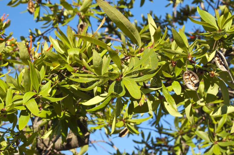 Firetree Chileno (coccineum Del Embothrium) Imagen de archivo - Imagen ...