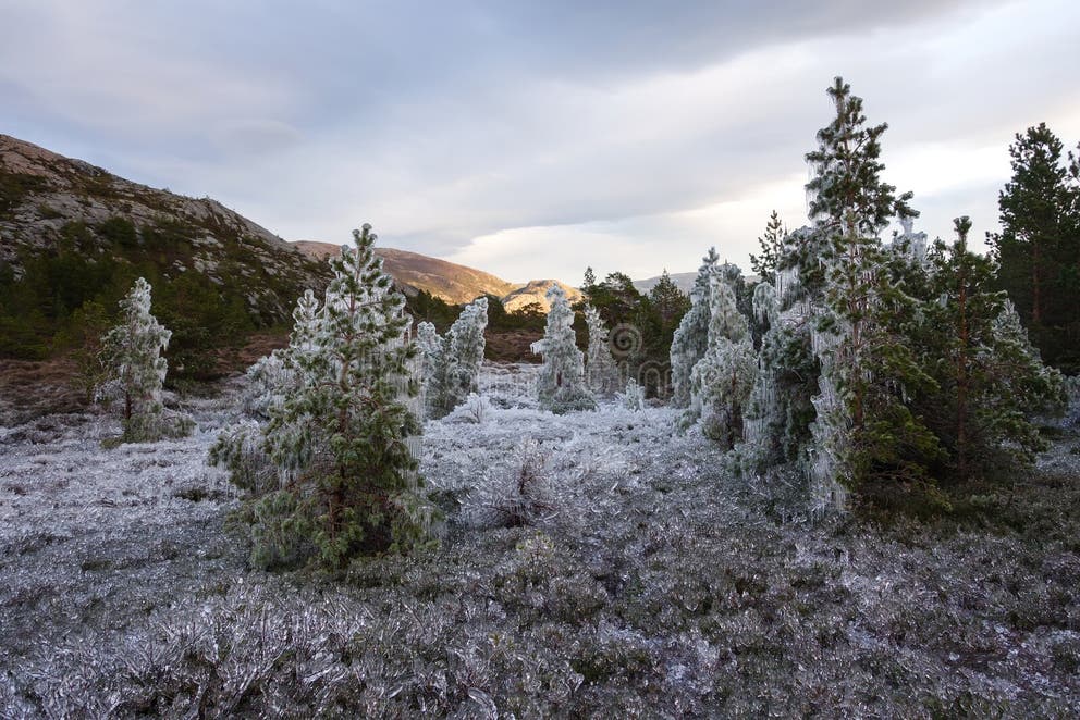 Firewall of Ice stock photo. Image of firewall, forest - 66724872