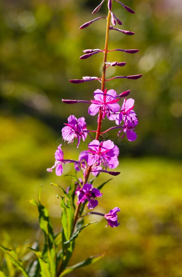 7,288 Fireweed Stock Photos - Free & Royalty-Free Stock Photos from ...