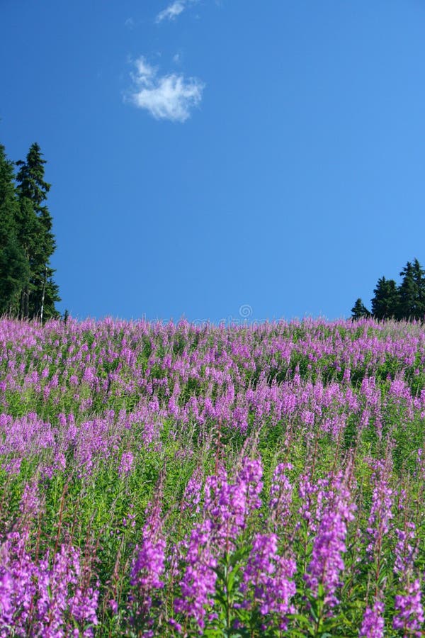 Fireweed stock photo. Image of cloud, floral, paradise - 1097118
