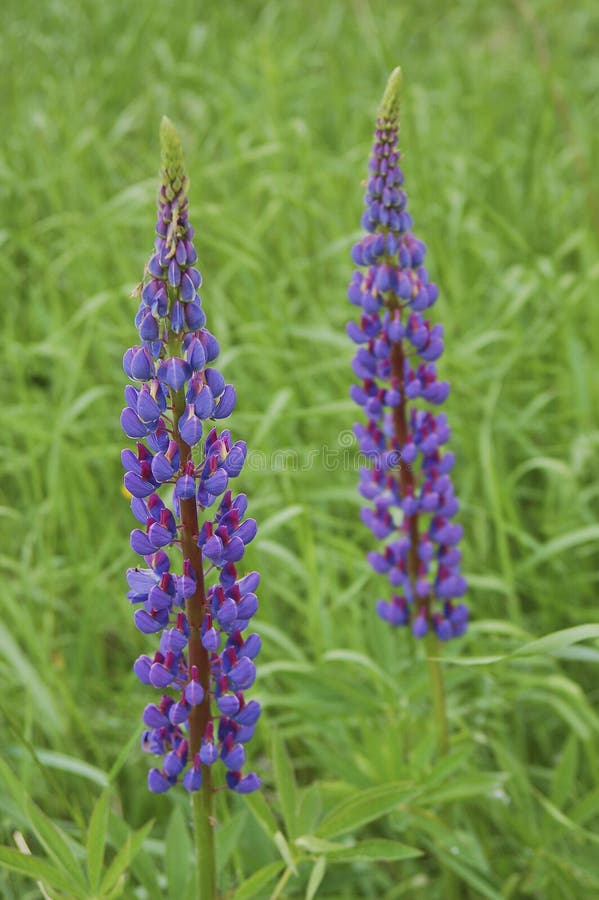 Fireweed stock image. Image of fresh, grow, green, beautiful - 18256871
