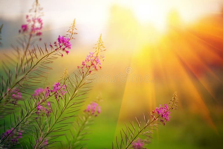 8,094 Fireweed Stock Photos - Free & Royalty-Free Stock Photos from ...