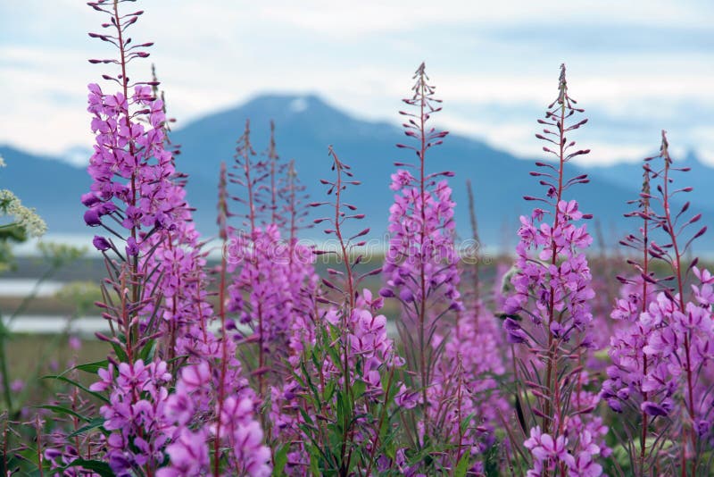 110 Fireweed Yukon Stock Photos - Free & Royalty-Free Stock Photos from ...