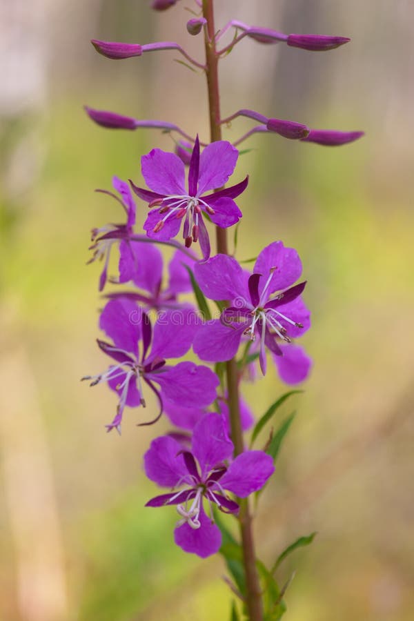 Fireweed stockfoto. Bild von nahaufnahme, purpurrot, farbe - 24714858