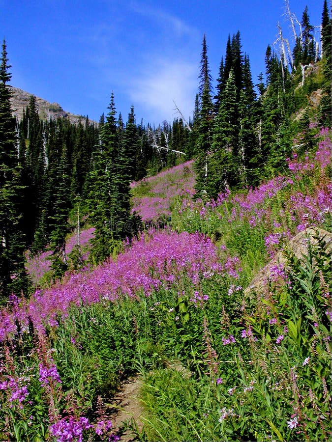 Fireweed & mountain stock photo. Image of fireweed, spring - 20542