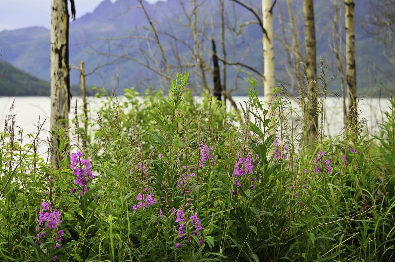 Fireweed Alaska stock photo. Image of natural, fine, explore - 32168250