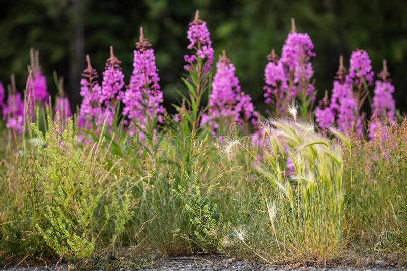 Fireweed Along the Alaska Highway Stock Image - Image of fireweed ...
